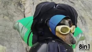 прикол Собака парашютист в вингсьюте бейс джампинг  The first dog skydiver in wingsuit in the world
