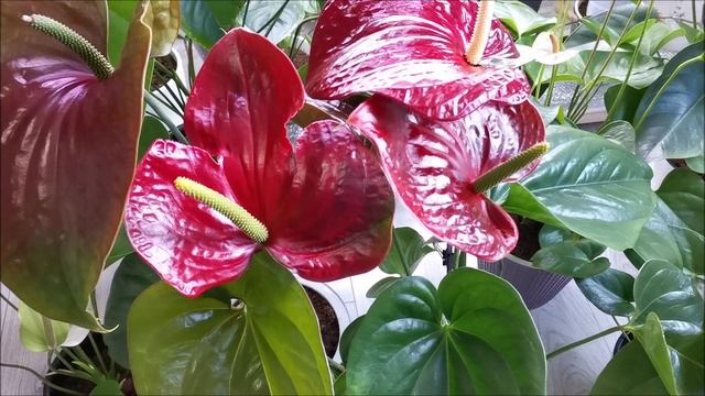Фламинго Браун (Flamingo Brown)