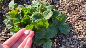 🍓 ЛЬЮ В КЛУБНИКУ — ЯГОДА ВСЕГДА КРУПНАЯ, СЛАДКАЯ, НИЧЕМ НЕ БОЛЕЕТ И ОБИЛЬНО ПЛОДОНОСИТ! 🌱
