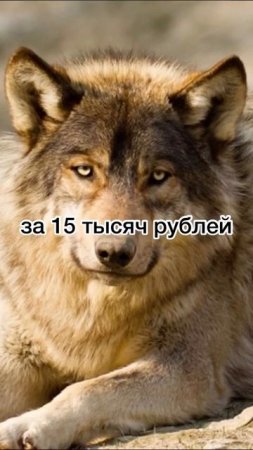 Подпишись, чтобы видеть волков чаще. #ауф #волчара #волк #цитаты #2023