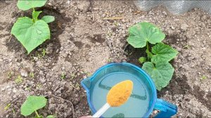 🌱 ПОЛЕЙТЕ ЭТИМ ЧАХЛЫЕ ОГУРЦЫ, ТОМАТЫ, ПЕРЦЫ И УЖЕ НА УТРО ОНИ ПРЕВРАЩАТСЯ В МОЩНЫЕ РАСТЕНИЯ! 🍅