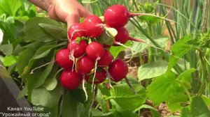 СЕКРЕТ САЖАЕМ РЕДИСКУ ВЕСНОЙ ТОЛЬКО ТАК!
СОЧНАЯ ВКУСНАЯ РЕДИСКА БЕЗ УДОБРЕНИЙ