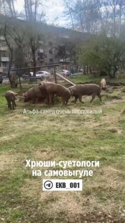 Это самая трогательная история любви от ревдинских свиней, которых отпускают на самовыгул 😭💔