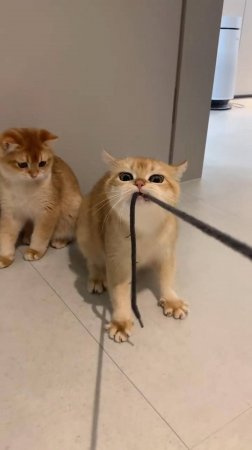 🔥 ОТДАЙ ШНУРОК 😎 СМЕХ ДО СЛЁЗ 😂 ПОПРОБУЙ НЕ ЗАСМЕЯТЬСЯ 🤩 #cat #funny #озвучка #romeobarskiy
