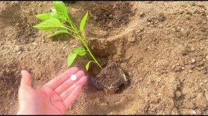 🌱 ПОСЛЕ ЭТОГО ДАЖЕ ДОХЛЫЕ ТОМАТЫ, ПЕРЦЫ, ОГУРЦЫ СРАЗУ ПОШЛИ В РОСТ И НЕ БОЛЕЮТ! 🥒