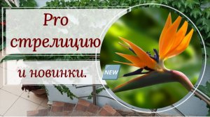 Про стрелицию и новинки.