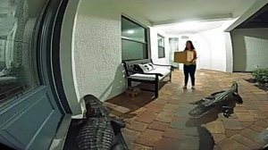 Аллигаторы вламываются в дома