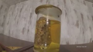 Мопс навестил родственников и друзей