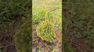 Гортензия-гигант,пересадка малышки🌲🌺#жизньзагород?