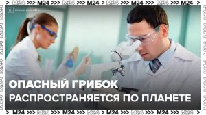 СМИ заявили о смертельно опасном грибке, распространяющемся по планете - Москва 24