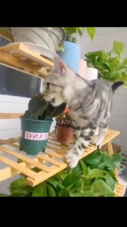 И на кактус найдётся кот. Смешные коты #shorts