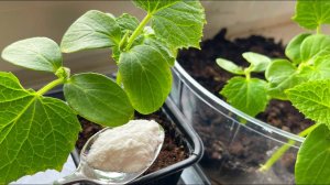 🥒 ДАЖЕ ДОХЛЫЕ ОГУРЦЫ ВМИГ ПОЙДУТ В РОСТ, ЕСЛИ ПОЛЬЕТЕ ЭТИМ! 🌱