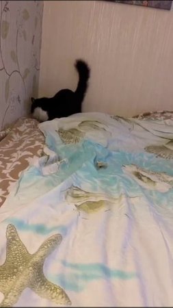 Кот Барсик) Когда шило в одном месте)
