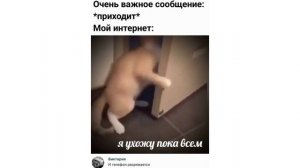 КОТЫ ЭТО ХЛЕП!))) Приколы с котами | Мемозг #505