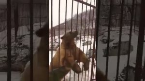 Крутой мишка 🐻