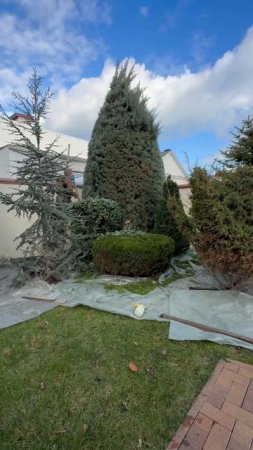 В стрижке Аризонский кипарисовик ✂️ #garden #рек #сад #garde