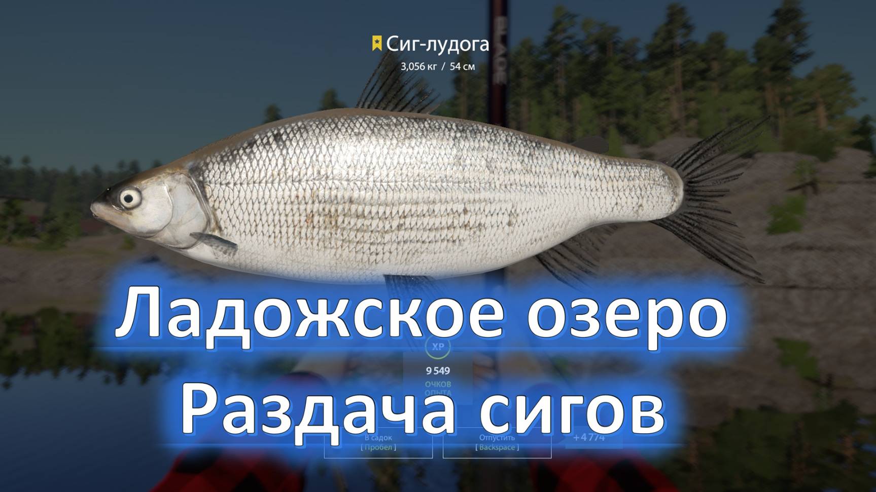 Русская рыбалка 4-Ладога.раздача трофейных сигов+трофейный рипус