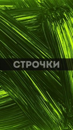 Кошачий чих