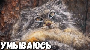 Манул Шу умывает спинку. Ленинградский зоопарк