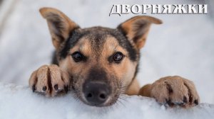 Собаки: Дворняжки достойны человеческого внимания!