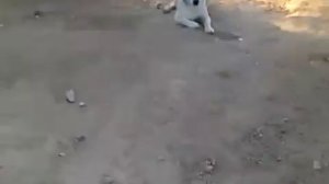 Прикол  Сову лучше не трогать   Sovu luchshe netrogat'