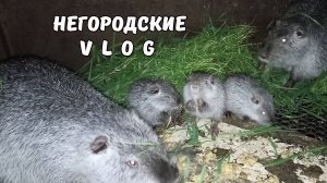 Сняли мешки.Ранний ужин у НУТРИЙ. Физминутка от Ильи и Туманчика. 04.05.25