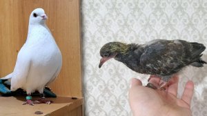 У нас две новые птицы
