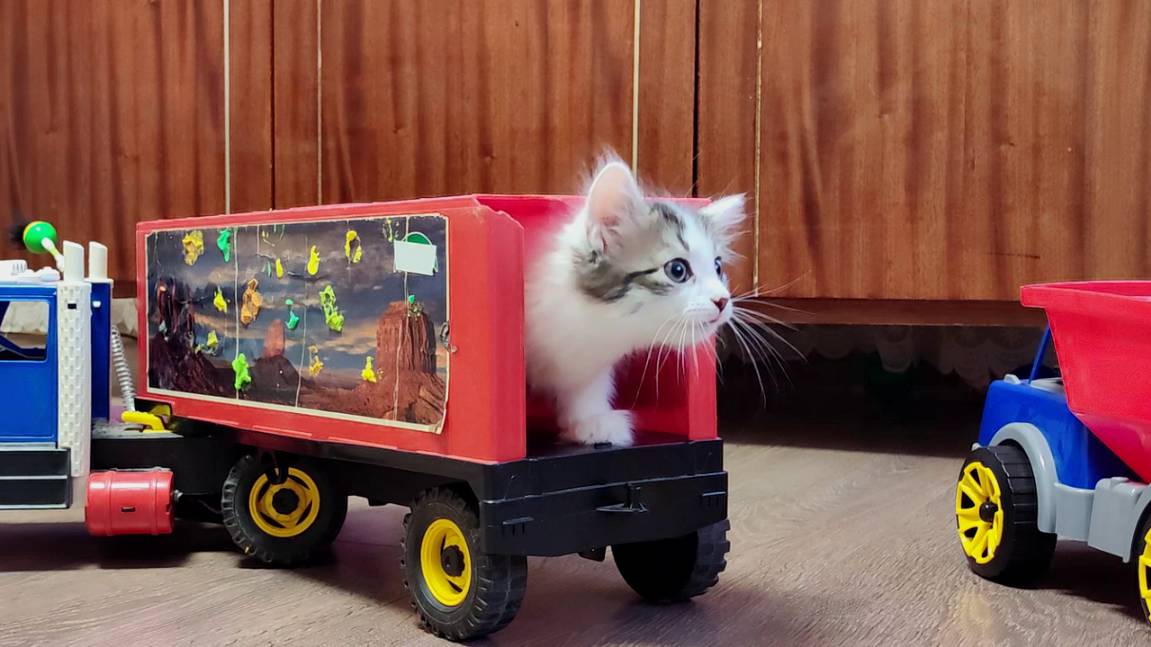 Эй, кошка, оставь нашу маму-кошку в покое. Мама-кошка и ее котята.