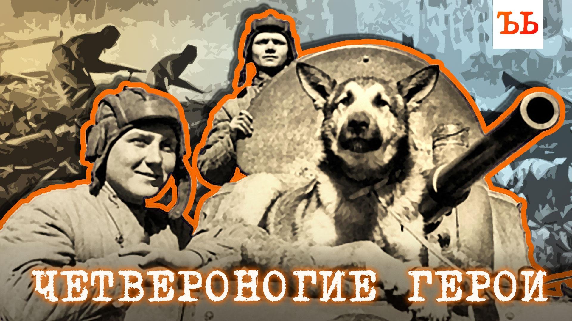 Чутье, бесстрашие и верность: о подвигах фронтовых собак