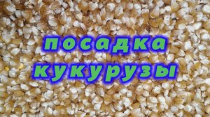 Посадка кукурузы