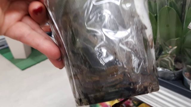 08.05.2025г. Новая поставка орхидей в с/ц Планета лета.