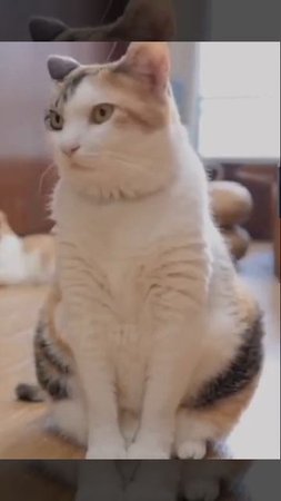 Веселые коты / Смешные котики / Коты приколы / Забавные животные / Смешные коты
