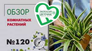 Обзор растений: эуфорбии, хойи, кампанулы, каланхоэ, глоксинии, эпипремнумы и зимний сад #120