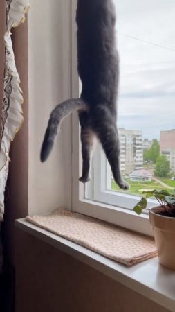 Кот ловит мух #shorts