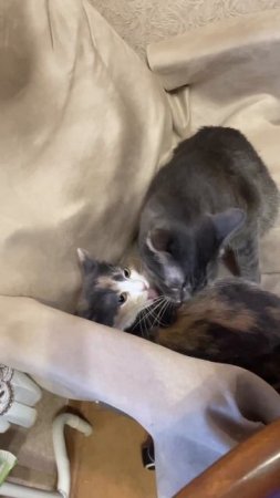 Коты лижут друг друга #shorts