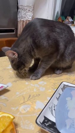 Кот ест оливки #shorts