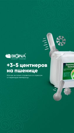 Весна 2025: пшеница пережила стресс?