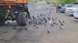 Курган."Макфа" (8.05.2025)