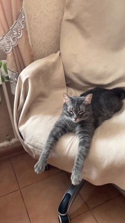 Кот расслабляется #shorts