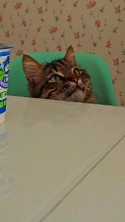Голодный кот