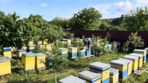 Червень 2022, скоро буде смачненький мед з акації ;-)
