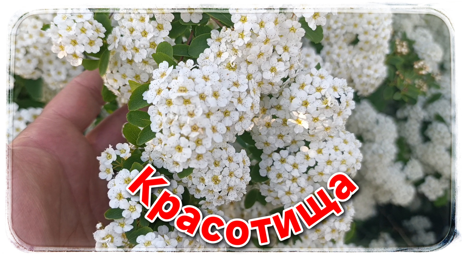 Очень красивый куст «невестушки»👍