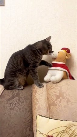 Кот целует игрушечную собаку #shorts