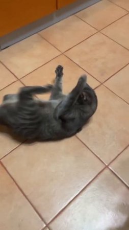 Кот играет с хвостом #shorts