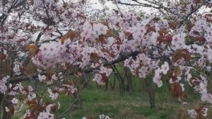 Цветущий сад ВИР Владивосток