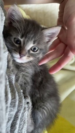 Как вырос маленький котёнок #shors