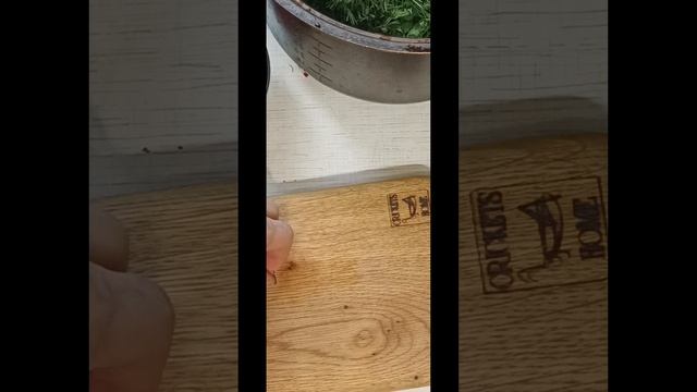 Окрошка Сэр