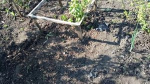 Посеяла смесь газонных трав в междурядье.