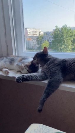 Кот лижет кошку #shorts