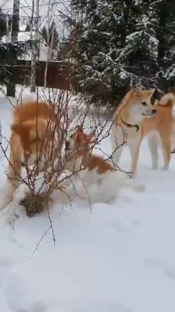 Winter games. Зимние игры